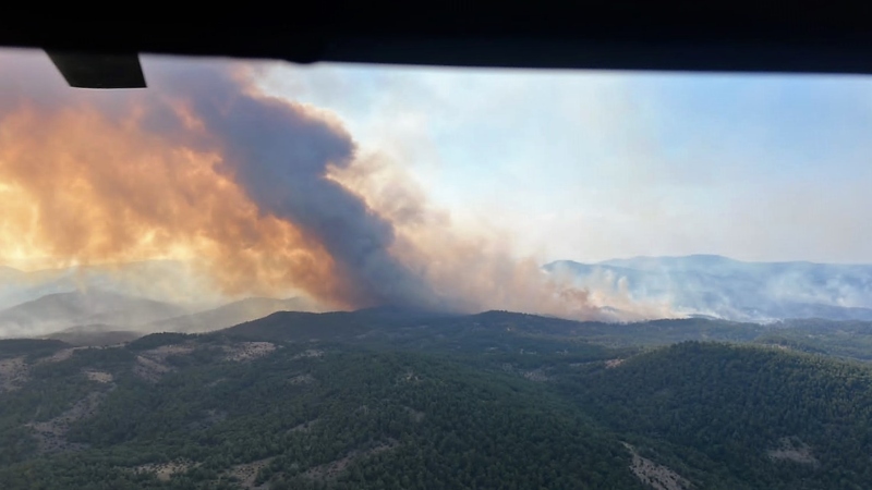 Δάσος Δαδιάς: Χάθηκαν χιλιάδες δέντρα, αλλά όχι το δάσος - Το «θαύμα ...