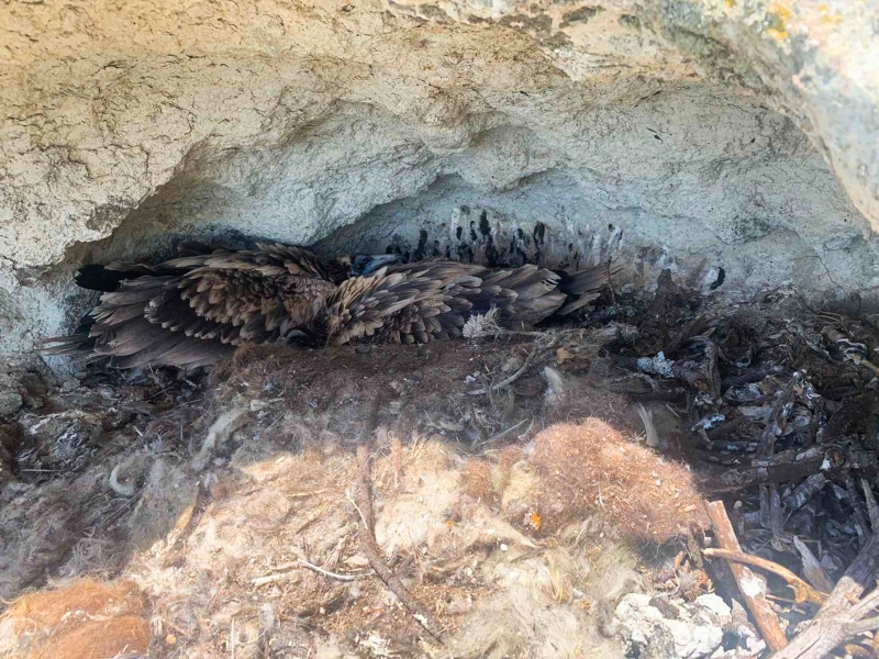 Δάσος Δαδιάς: Χάθηκαν χιλιάδες δέντρα, αλλά όχι το δάσος - Το «θαύμα ...