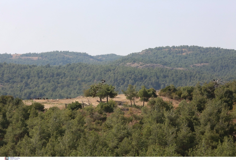Δάσος Δαδιάς: Χάθηκαν χιλιάδες δέντρα, αλλά όχι το δάσος - Το «θαύμα ...