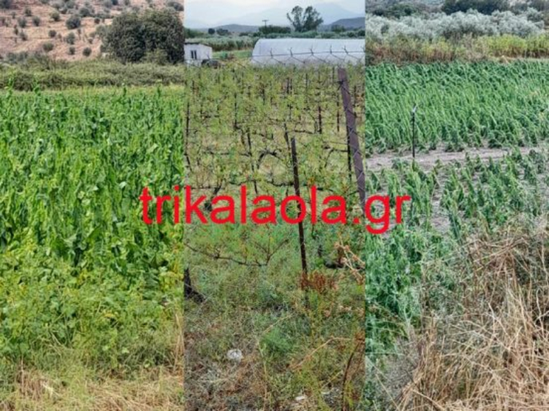 Τρίκαλα: Τεράστιες ζημιές από ισχυρή καταιγίδα - Δρόμοι μετατράπηκαν σε ...